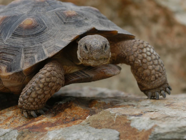 Gopherus Morafkai Sonoran Desert Tortoise Arizona Wildlife